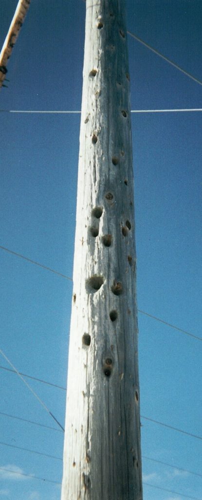 Wood Pole Line Management - Newfoundland & Labrador Hydro